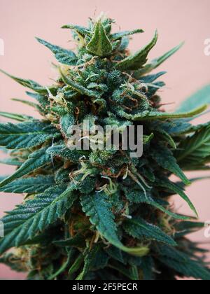 A closeup of the leaves and trichomes of flowering marijuana plants ...