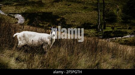 Ram in Peak District National Park, England Stock Photo - Alamy