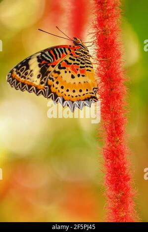 A selective focus shot of Leopard plant Stock Photo - Alamy