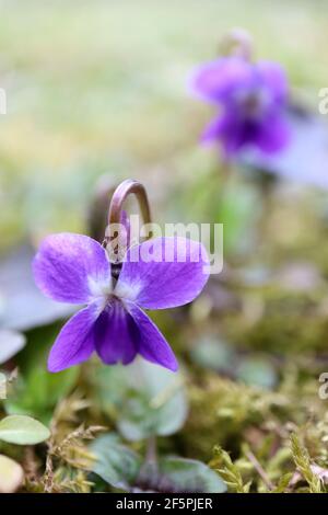 violets flowers field in the garden or nature park Thailand vintage ...