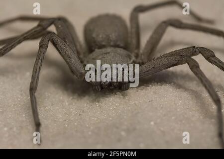 African sand spider (Sicarius terrosus Stock Photo - Alamy