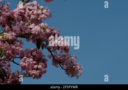 The flower blossom of tecoma tree in Malaysia Stock Photo - Alamy