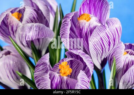 the secret of crocus, striped crocuses against blue background Stock ...