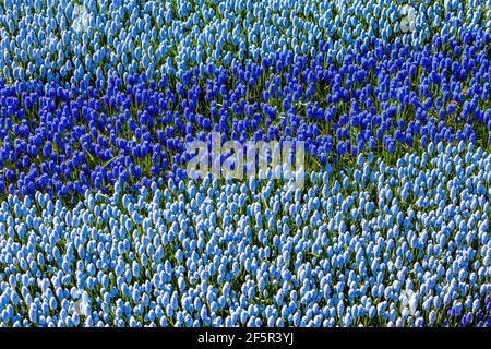 purple blau little flowers on the background of fresh spring field ...
