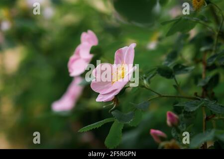 Rosehip bush blooms in the spring garden. A delicate pink flower among ...