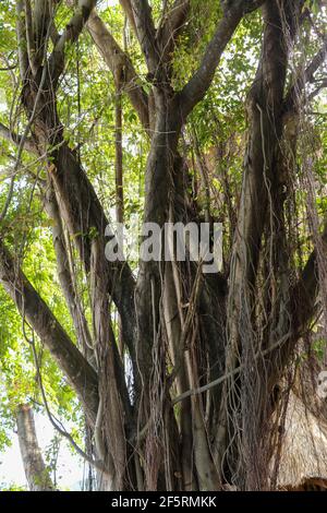 Banyan tree with aerial roots with a unique natural wood resting bench ...