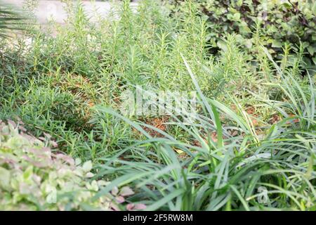 Varieties tropical rainforest foliage plants, stock photo Stock Photo ...