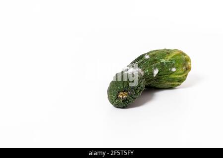 Spoiled cucumber covered with mold isolated on white background Stock ...