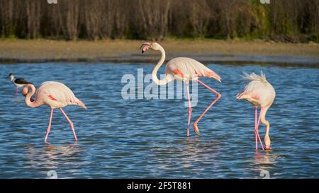 Common Flamingo group (Phoenicopterus roseus) flying, over the Fuente ...