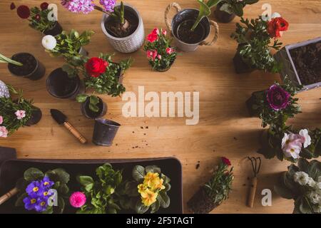 Preparation of flowers for decomposition on the balcony Stock Photo - Alamy