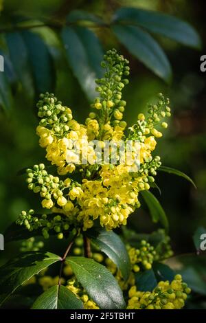 Lyon (France), March 27, 2021. Happening of the association L214 on the ...