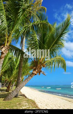 Sandy beach and coconut trees of Mauritius Stock Photo - Alamy