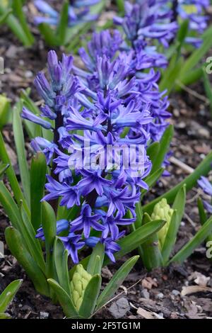 Hyacinthus orientalis Aida flower flowers Hyacinth Aida Stock Photo - Alamy