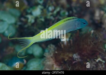 Yellowtail Fangblenny, Meiacanthus atrodorsalis, Fish Bowl dive site ...