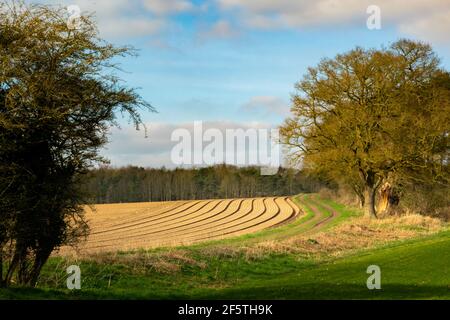 Ridge and furrow patterns Norfolk ploughed field Stock Photo - Alamy