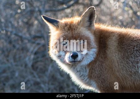 A beautiful old red fox with scars on its nose, photographed in the ...