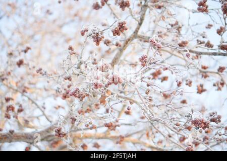 Winter mountain ash, crone. Frozen berries Stock Photo - Alamy
