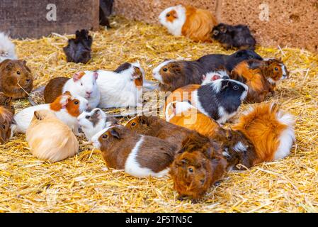 Guinea pigs at Monkey park in Tenerife, Canary Islands, Spain Stock ...