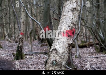 Trees marked with red spray paint in the New Forest to show ...