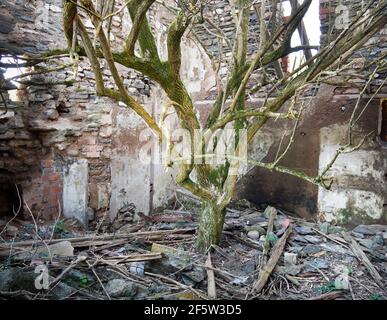 trunk of a tree growing inside a stone wall, Kinvara, Co. Galway ...