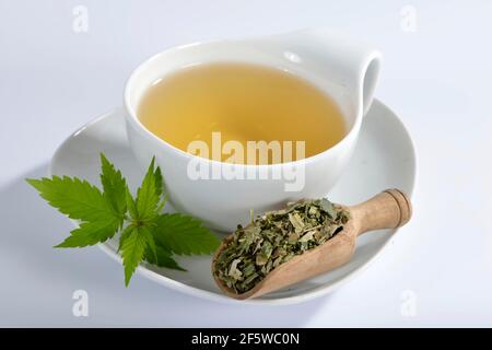 Ordinary hemp, tea Stock Photo - Alamy