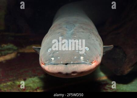 The electric eel (Electrophorus electricus) is a South American ...