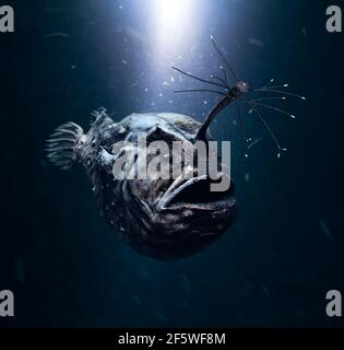 Himantolophus groenlandicus football fish Stock Photo - Alamy