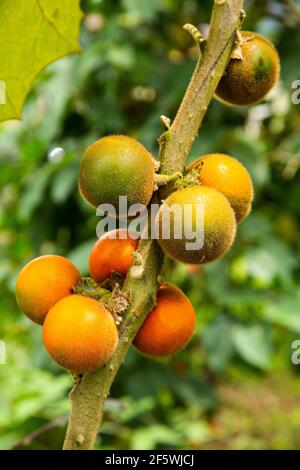 Solanum quitoense fruit on the tree - Lulo organic fruit Stock Photo ...