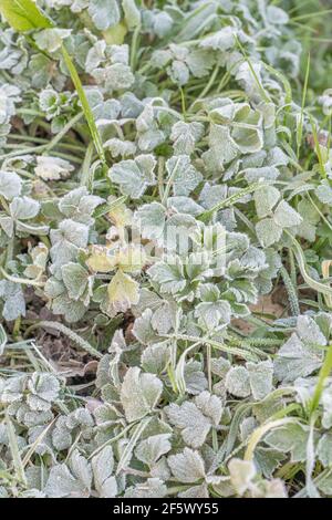 Heavy frost on leaf surface of flowering Lesser Celandine / Ranunculus ...
