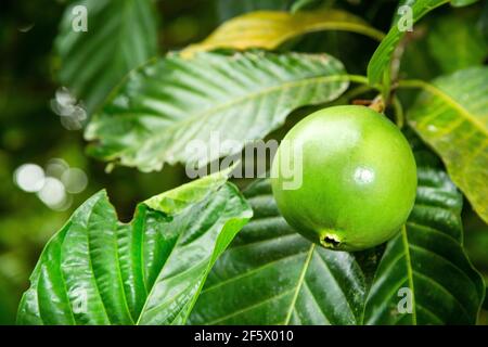 Borojó tropical fruit - Borojoa patinoi Stock Photo - Alamy