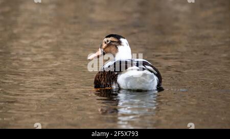 ente, bird, stockente, wasser, natur, tier, ente, bird, wild lebende ...