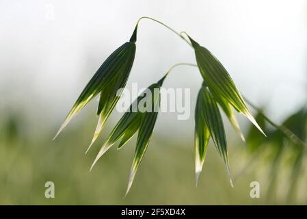 Beautiful view on agricultural crop and wheat fields on a sunny summer ...