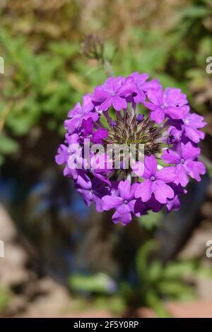 verbena canadensis 'Homestead Purple'. Growing in backyard garden Stock ...