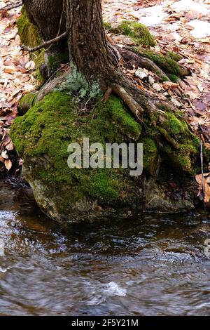 Tree roots growing over a rock Stock Photo - Alamy