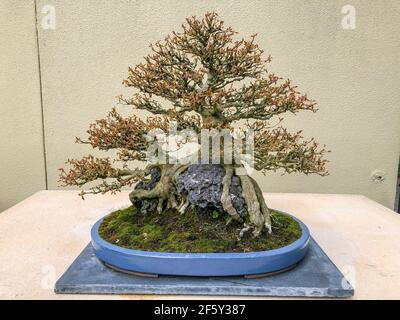 Acer buergerianum (Trident maple), branch tip with three lobed and toothed green leaves and ...