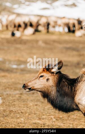 A closeup shot of a rocky mountain elk standing on the grass against ...