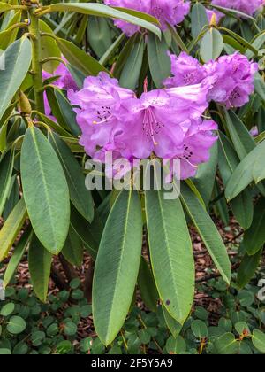 Native red rhododendron blooming in coniferous forest in E.C. Manning ...