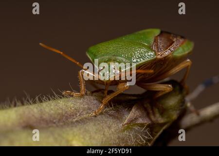 Adult Stink Bug of the species Edessa leucogramma Stock Photo - Alamy
