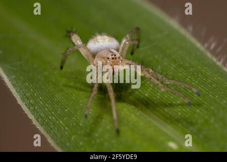 Grass Neoscona Spider of the species Neoscona moreli on a Flaming Katy ...