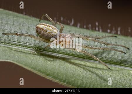 Grass Neoscona Spider of the species Neoscona moreli Stock Photo - Alamy