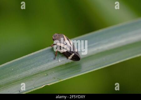 Adult Froghopper Insect of the species Deois flavopicta Stock Photo - Alamy