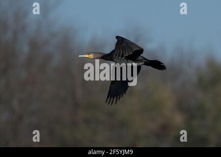 Great cormorant (Phalacrocorax carbo), flying, motion blur, Hesse ...