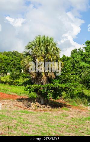 Silver Thatch Tree Stock Photo - Alamy