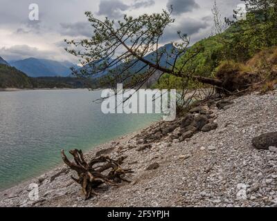 Beautiful mountain lake near Meduno, Italy. Pine tree on the coast ...