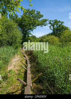 A replica of the Neolithic Sweet Track though wetland at Shapwick Heath ...