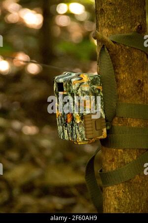 Trail camera fixed to rainforest tree to monitor and video passing ...