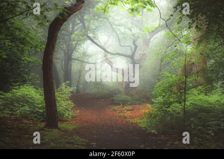 A moody, ethereal lush woodland forest with a bent tree in atmospheric ...
