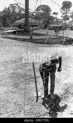 1974-08-04 A male plantation worker. Photo: Ake Malmstrom / DN / TT ...