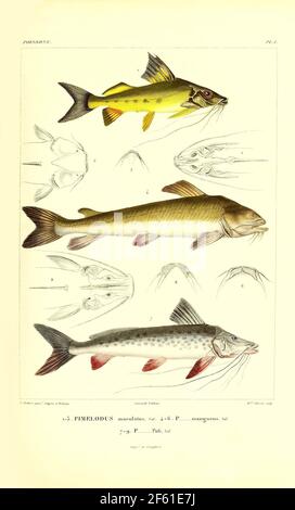 South American freshwater fish, 19th-century illustrations. These fish ...