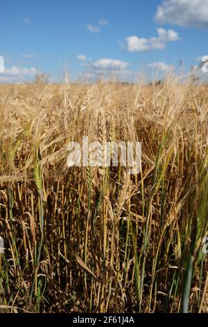 summer season rye plants against the blue sky, rye field with green ...